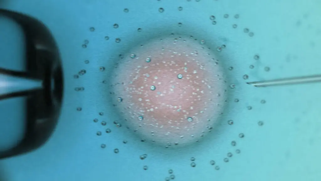 مصرف این قرص می تواند بازه باروری را ۵ سال افزایش داده و به طول عمر زنان بیفزاید