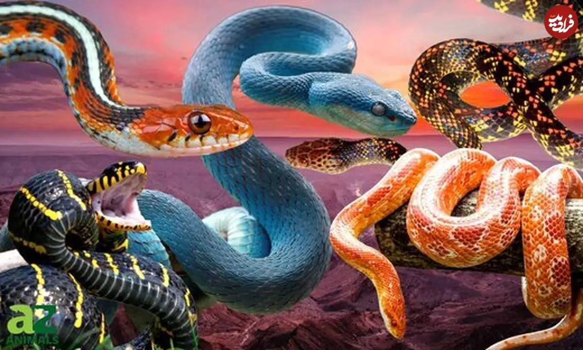 (تصاویر) این مارهای عجیب به خاطر رنگ‌شان مشهور شدند!