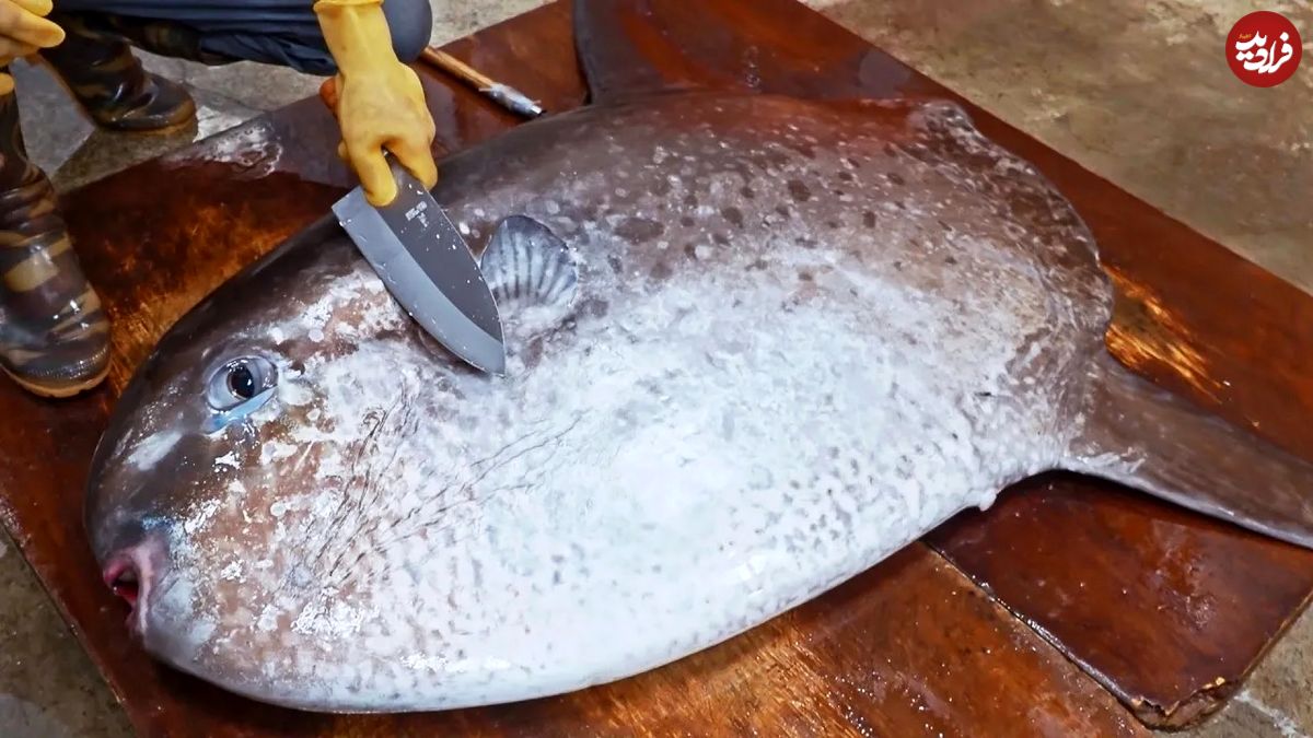 ویدئو برش زدن خوشید ماهی غول پیکر 178 کیلوگرمی توسط یک استاد چینی
