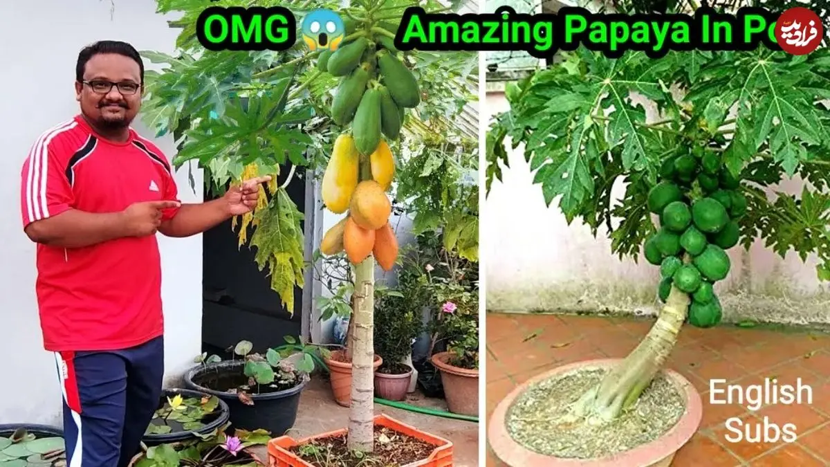 (ویدئو) فرایند کاشت و پرورش میوه گران قیمت پاپایا در تراس خانه